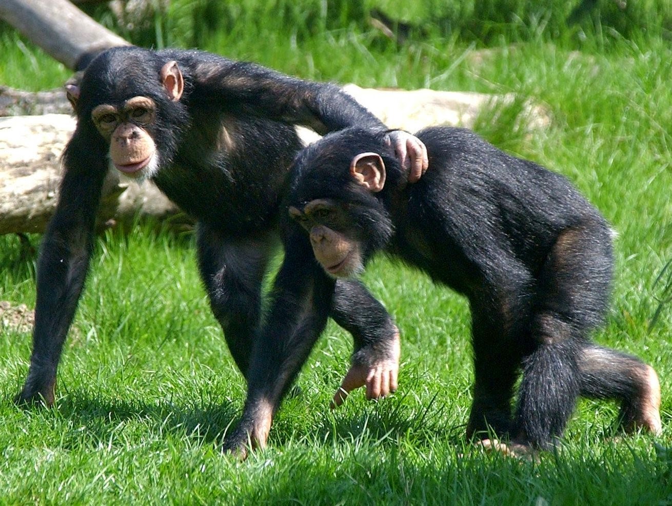 IMAGENES ETHEL: IMÁGENES DE CHIMPANCÉS DE LA SELVA TROPICAL Y VICTORIA ...