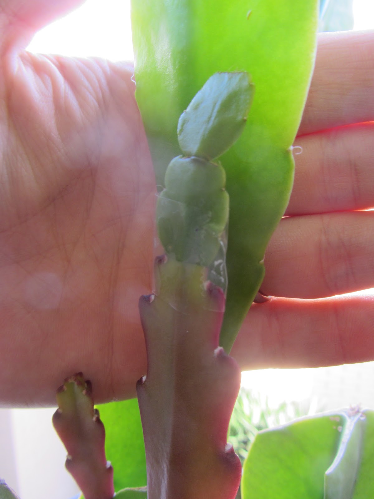 Mike is Bored: Christmas cactus (Schlumbergera) DIY grafting experiment