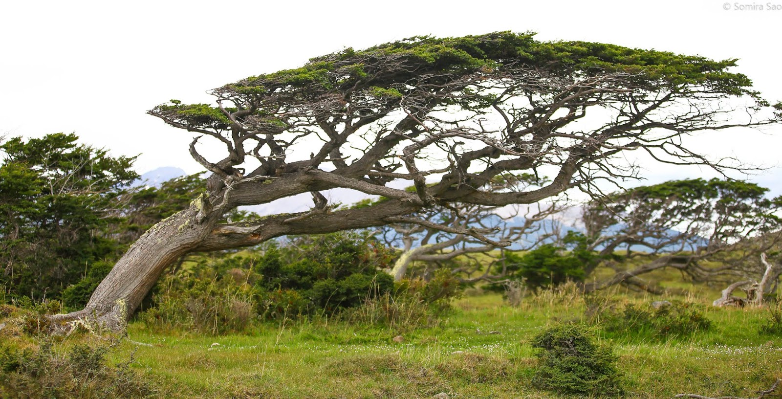 Anasazi Racing: wind blown trees of navarino