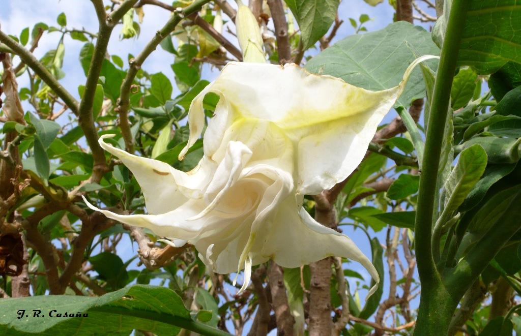 El Gallipato Alcublano: Estramonio (Datura stramonium)