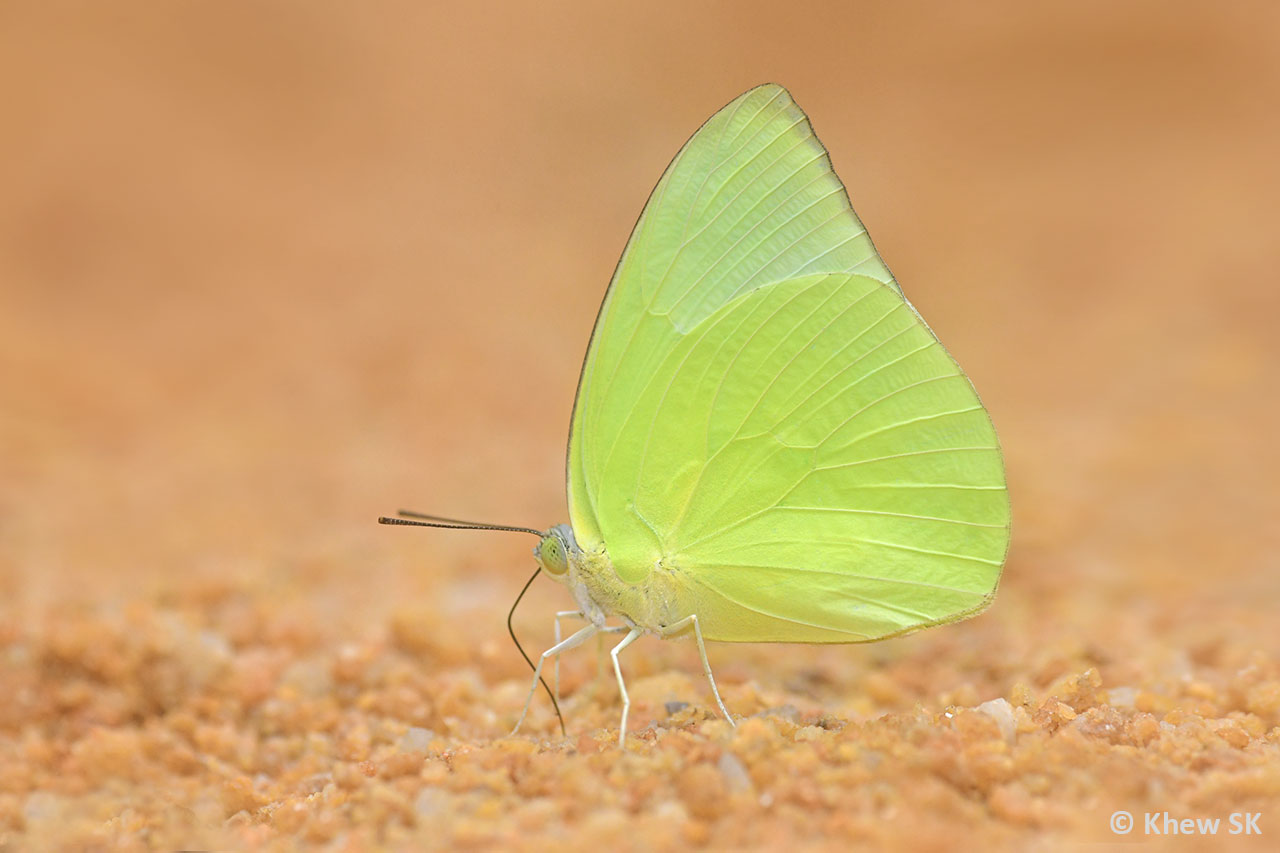 Butterflies of Singapore: Emigrants of Singapore