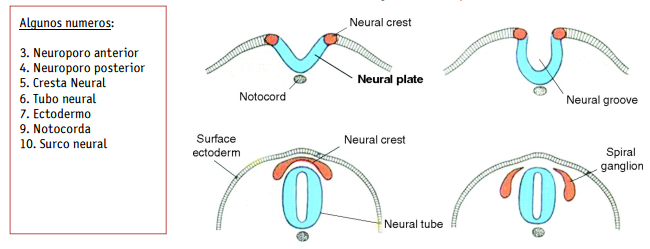 Conociendo Neurológicamente nuestro cuerpo.: Tejido y Embriología del ...