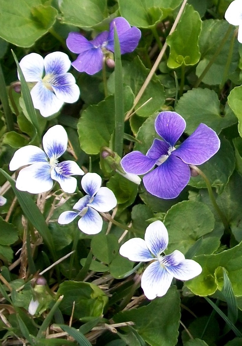 Julie B Booth: Happy Violets and Elements of Design