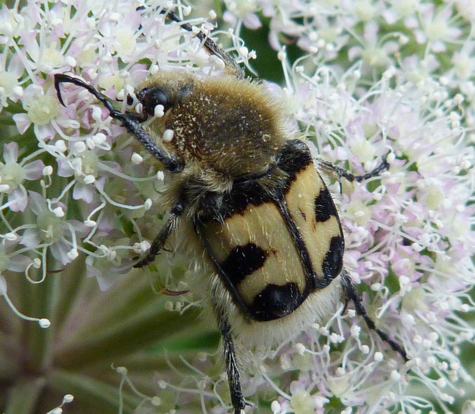 Insects of Scotland: Other Beetles