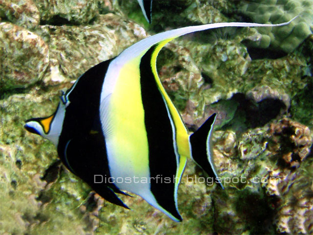 Dicostarfish: Zanclus Cornutus - Moorish Idol - Moris