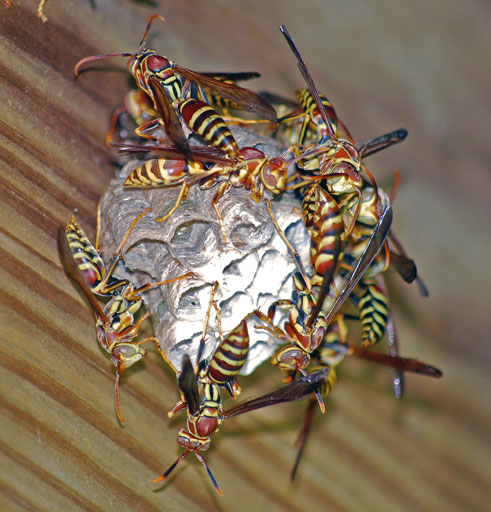 Tonic Permaculture: June 2011