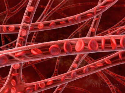 Disa fakte për Qelizat e trupit tënd