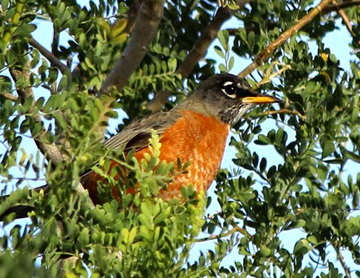 Birding Without Barriers: American Robin at Desert Botanical Garden