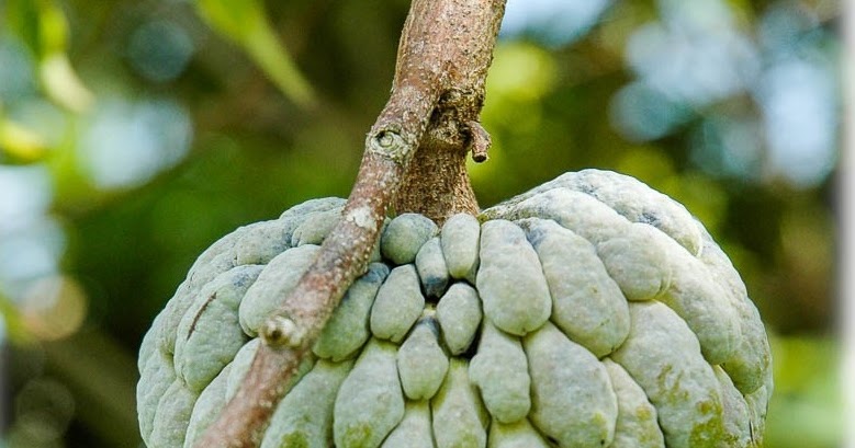 MANUAIS DE CULTIVO - PLANTAMUNDO: PINHA - FRUTA DO CONDE - Annona squamosa