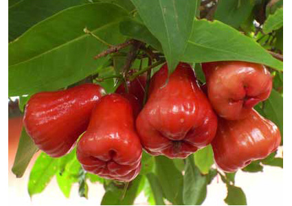 TEKNIK BUDIDAYA : BUDIDAYA JAMBU AIR