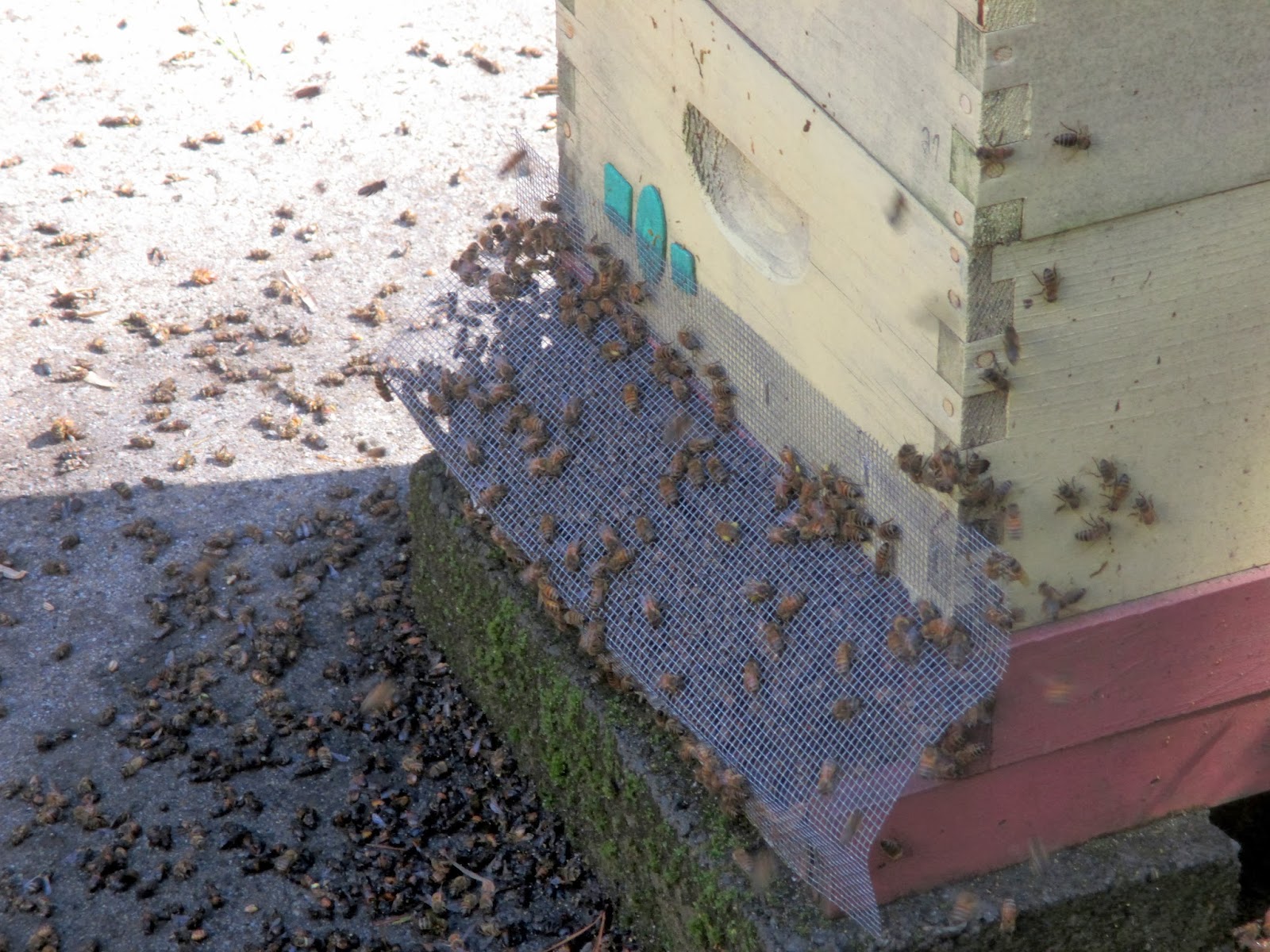 Linda's Bees: Winter Bee Deaths - and Still a Strong Hive