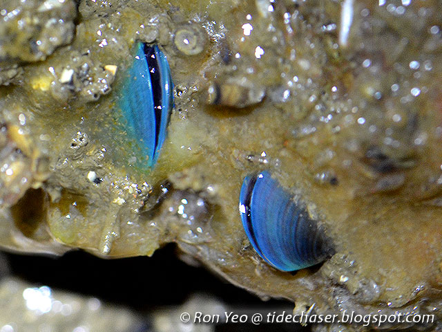 tHE tiDE cHAsER: Pteriomorph Bivalves (Phylum Mollusca: Subclass ...