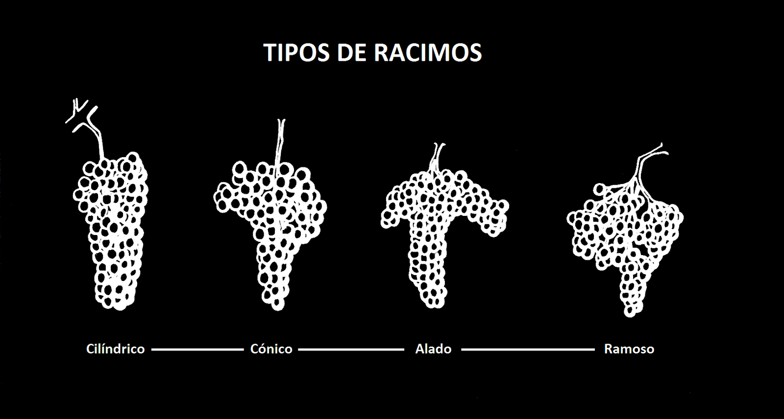 el blog de la ADEGA: ALaNPEDIA : VITICULTURA