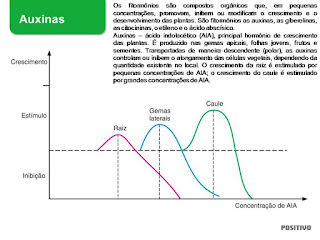 Professora Darlene Timm: Fitormônios: regulação hormonal das plantas