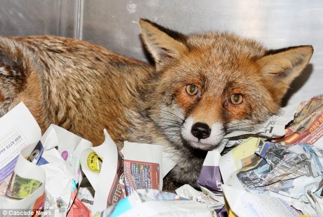Four legged friends (and enemies): Outfoxed by a roof! Fox tears foot ...