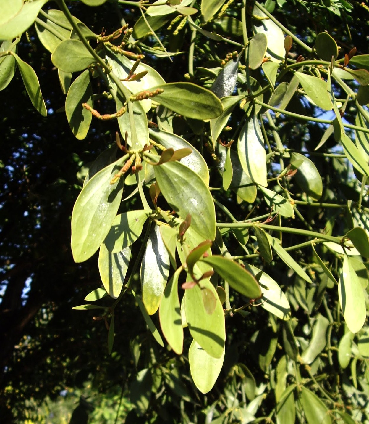 v e r d e c h a c o: Liga / Matapalo / Secapalo / Muérdago criollo