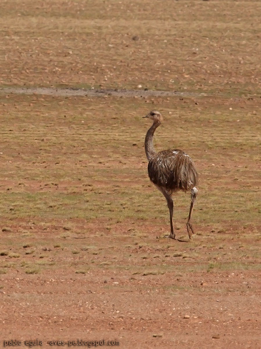 mis fotos de aves: Rhea tarapacensis Suri Cordillerano Puna Rhea