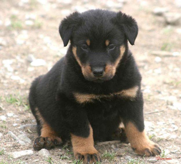 Puppies Pictures Review