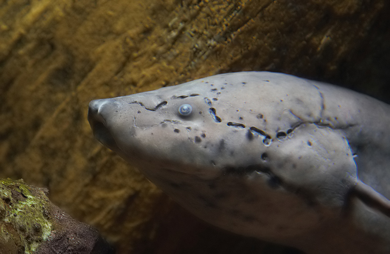FOTO NATURA HUESCA 2: noviembre 2016