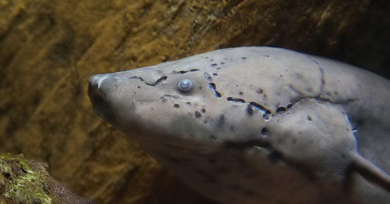 FOTO NATURA HUESCA 2: DIPNOO Dipnoi Johannes Peter Müller, 1844 pez ...