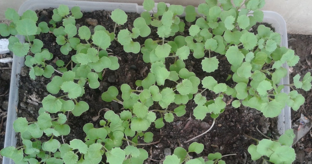 Life and Love in Isabela: Growing Kale in the Philippines: My Kale Story