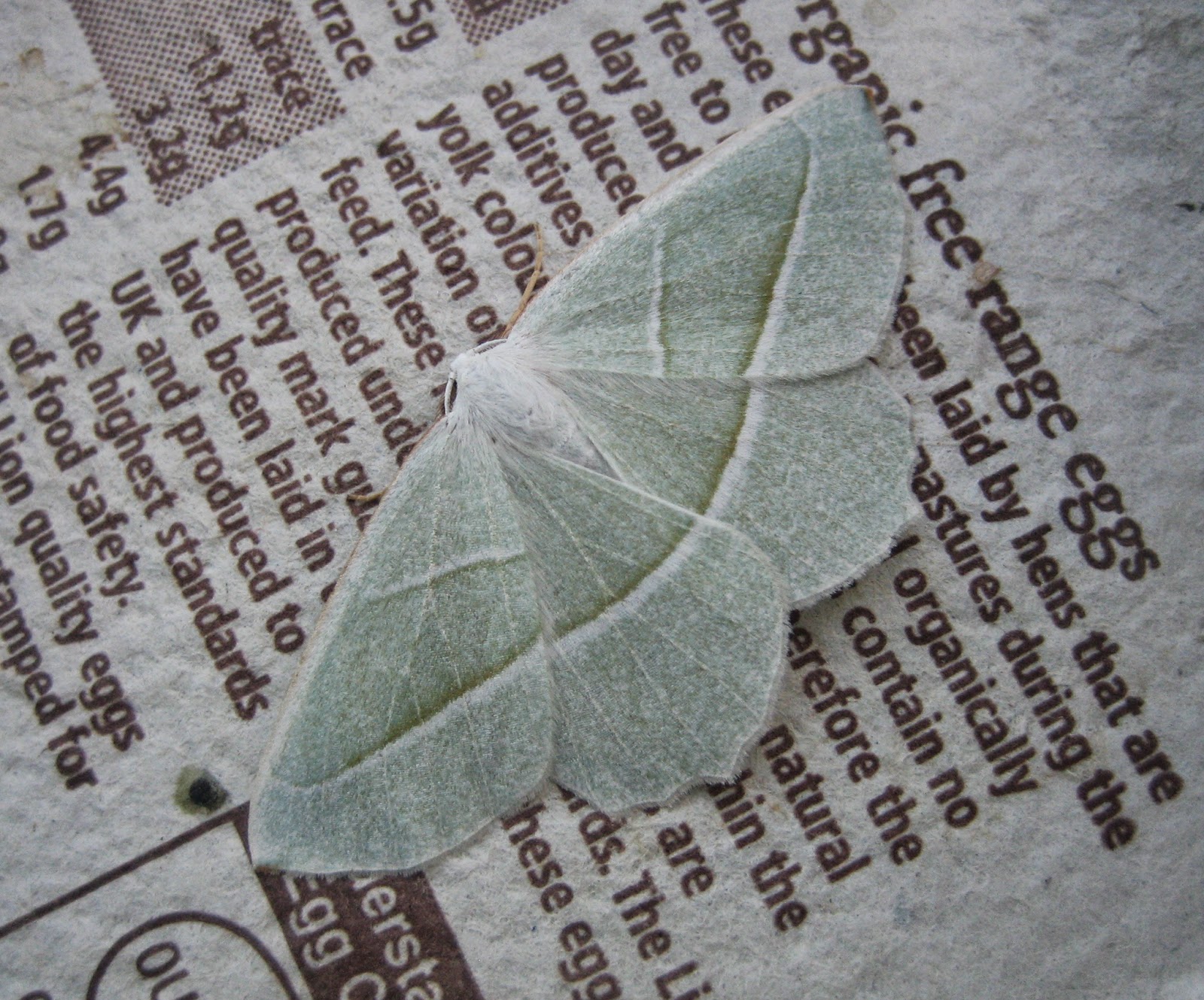 Martin's Moths: Computer moth