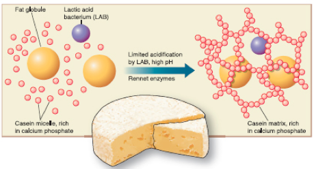 Wellesley Snail Blog: Wasik's Cheese Lecture