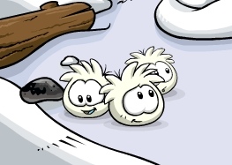 Club Penguin Fun with Puffguy3: Cute White Puffle Pic!