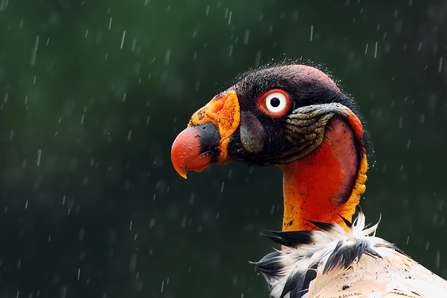 King Vulture