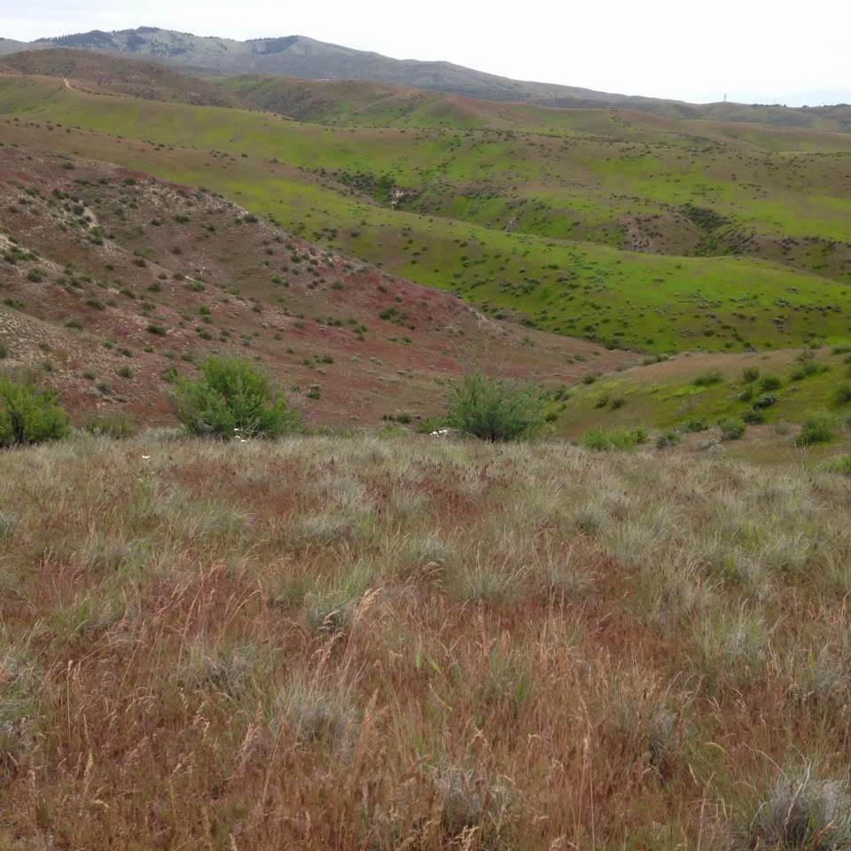 @thelibrary - News and resources from Albertsons Library at Boise State ...