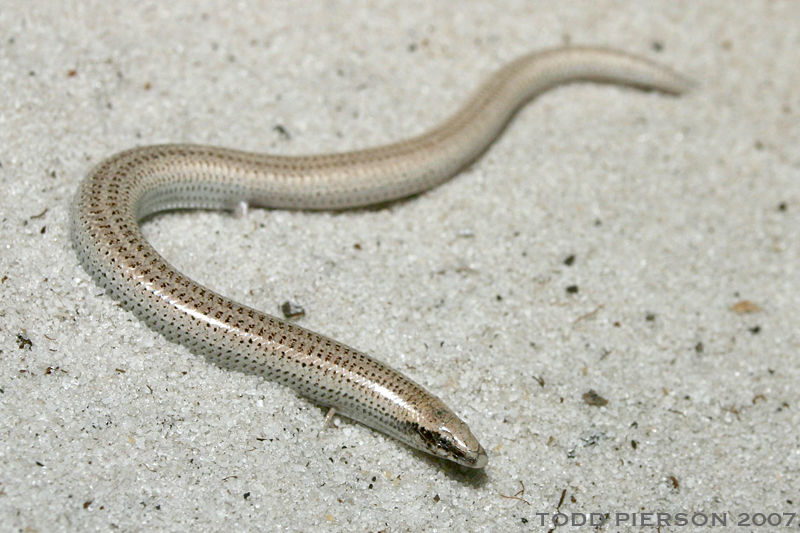 Real Monstrosities: How The Lizard Lost Its Legs