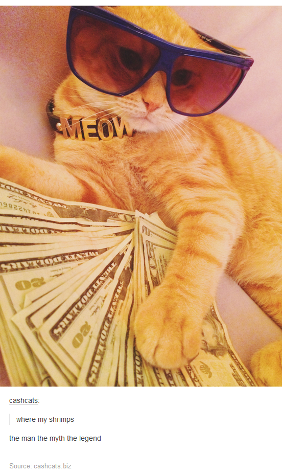 New cat memes compilation 2018