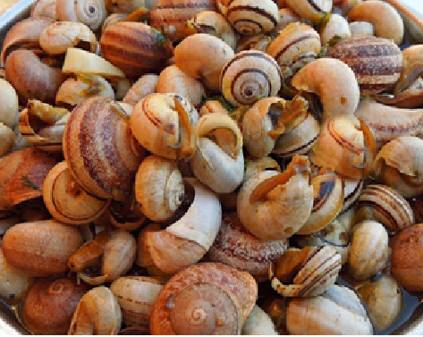 Dicas e Sugestões Gastronómicas: Caracóis cozidos