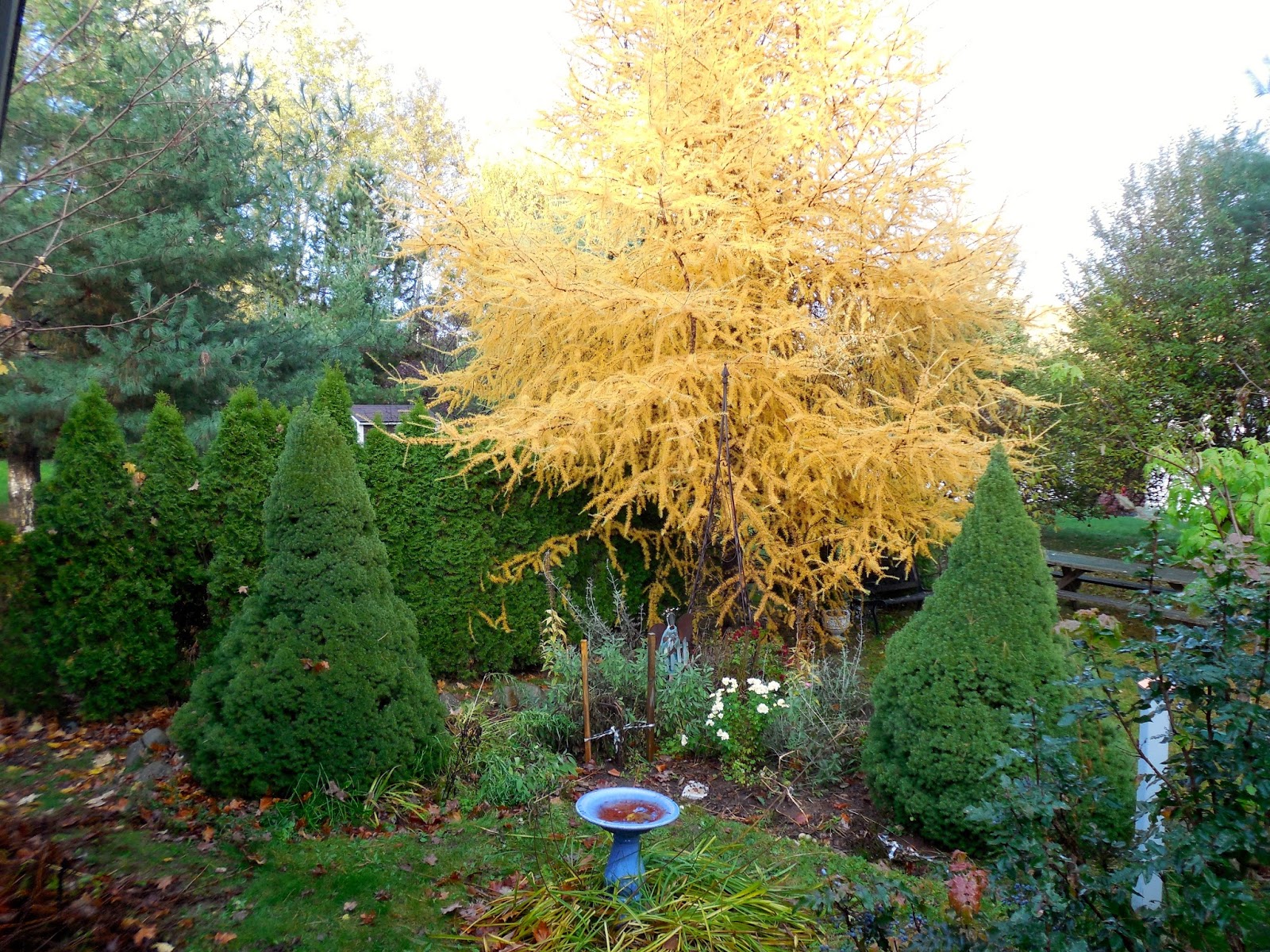 Art's Bayfield Almanac: TAMARACKS