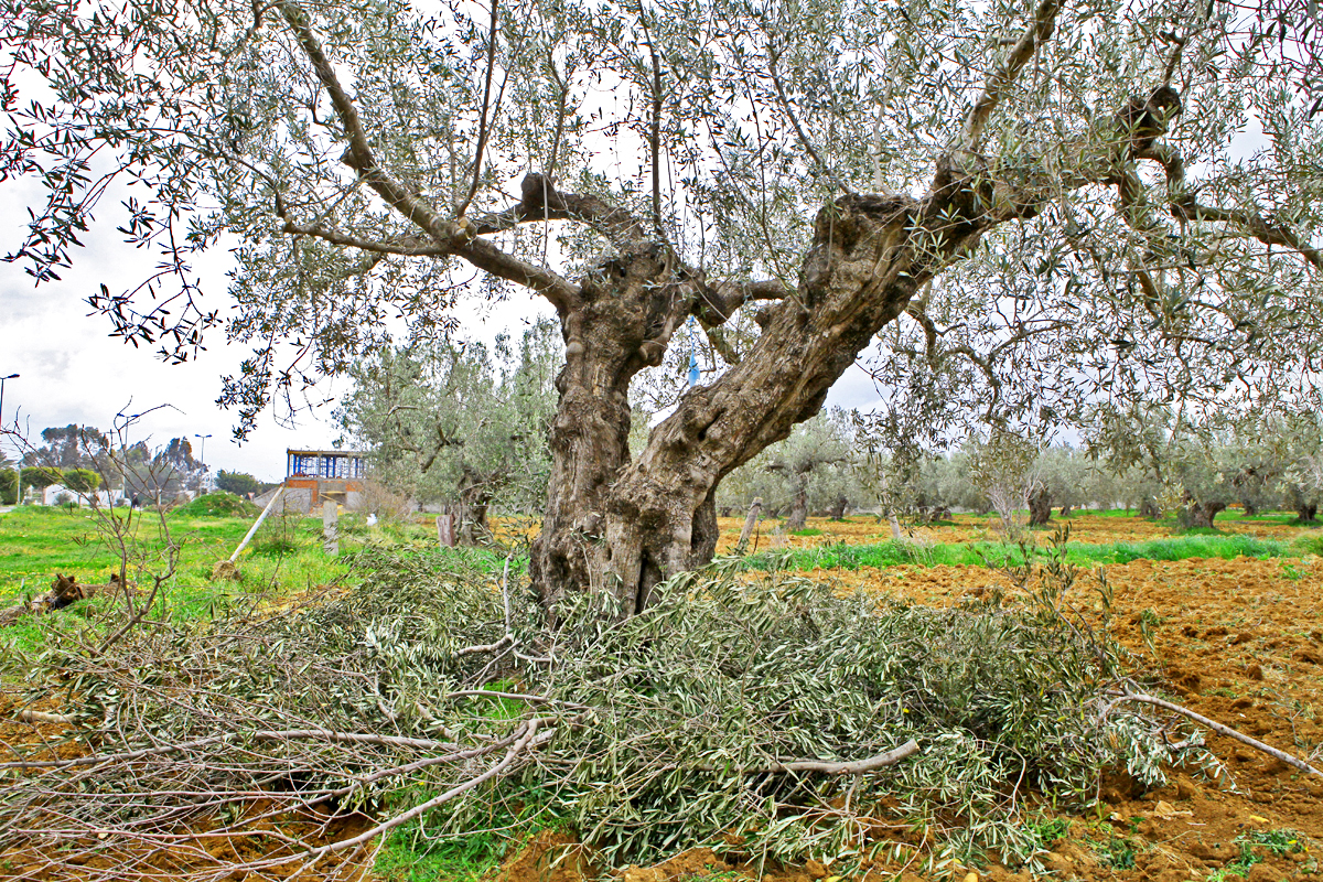 Antiguos OLIVOS del Mediterráneo : TUNISIA. THE SAHEL. SOUSSE, AKOUDA