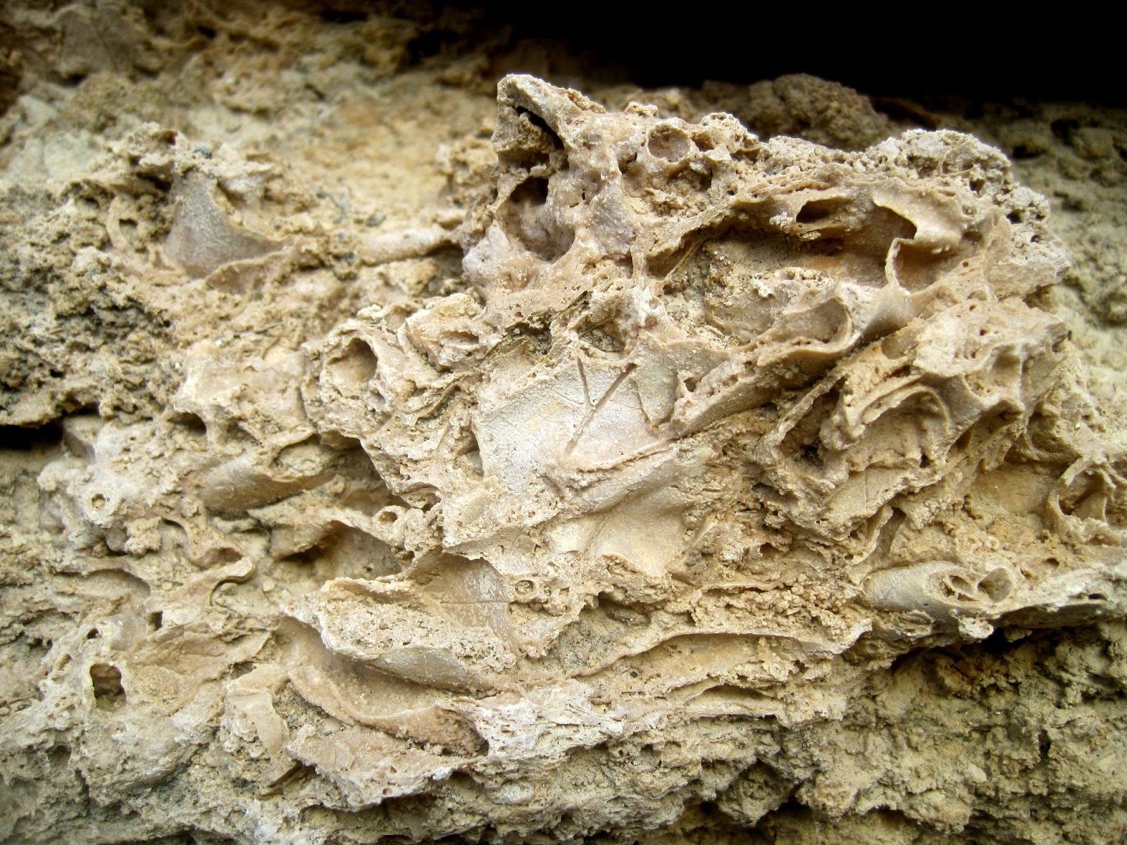 Biodiversity of Cyprus by NGO Protection of the Natural Heritage and ...