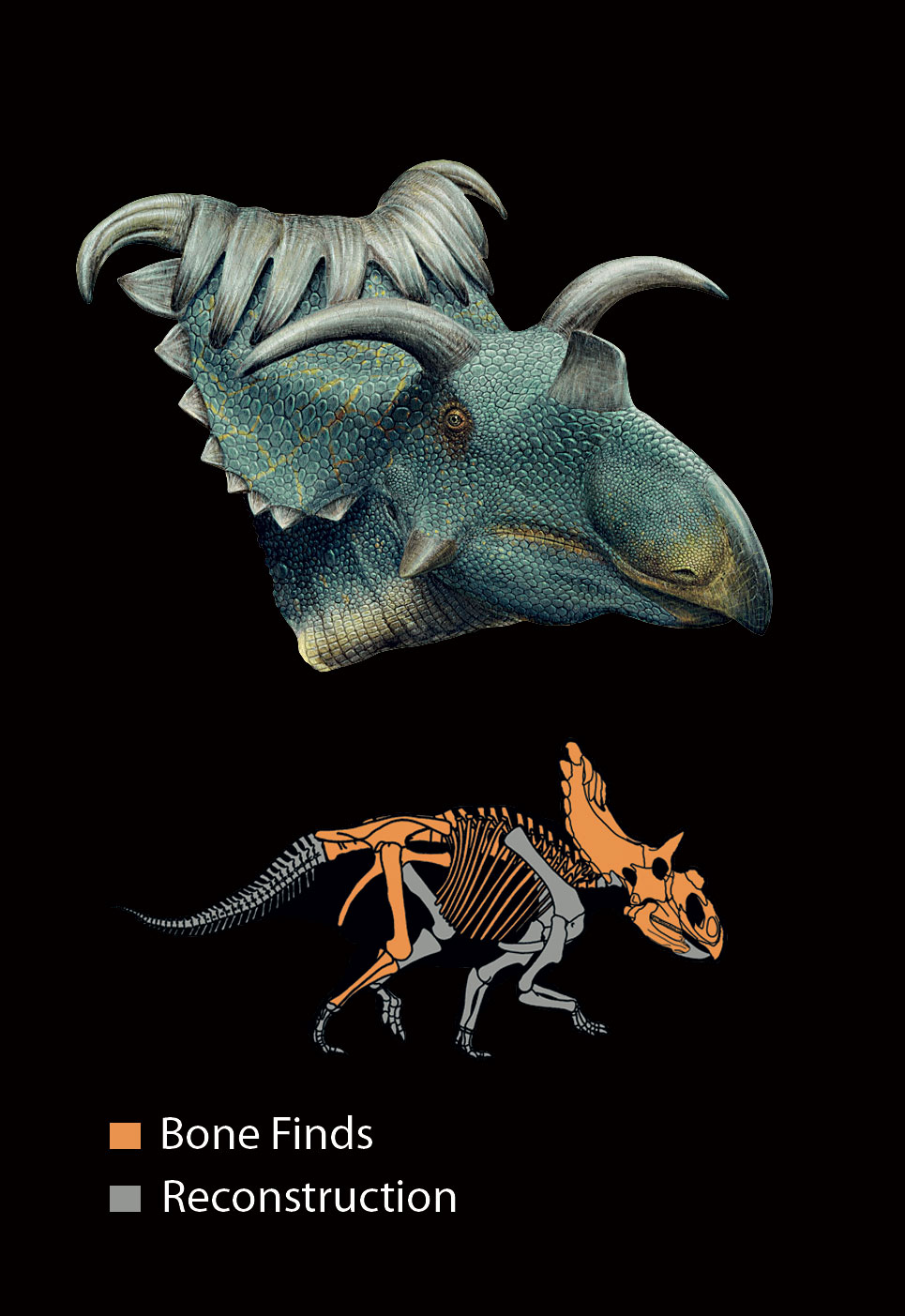 Species New to Science: [Paleontology • 2010] Utahceratops gettyi ...