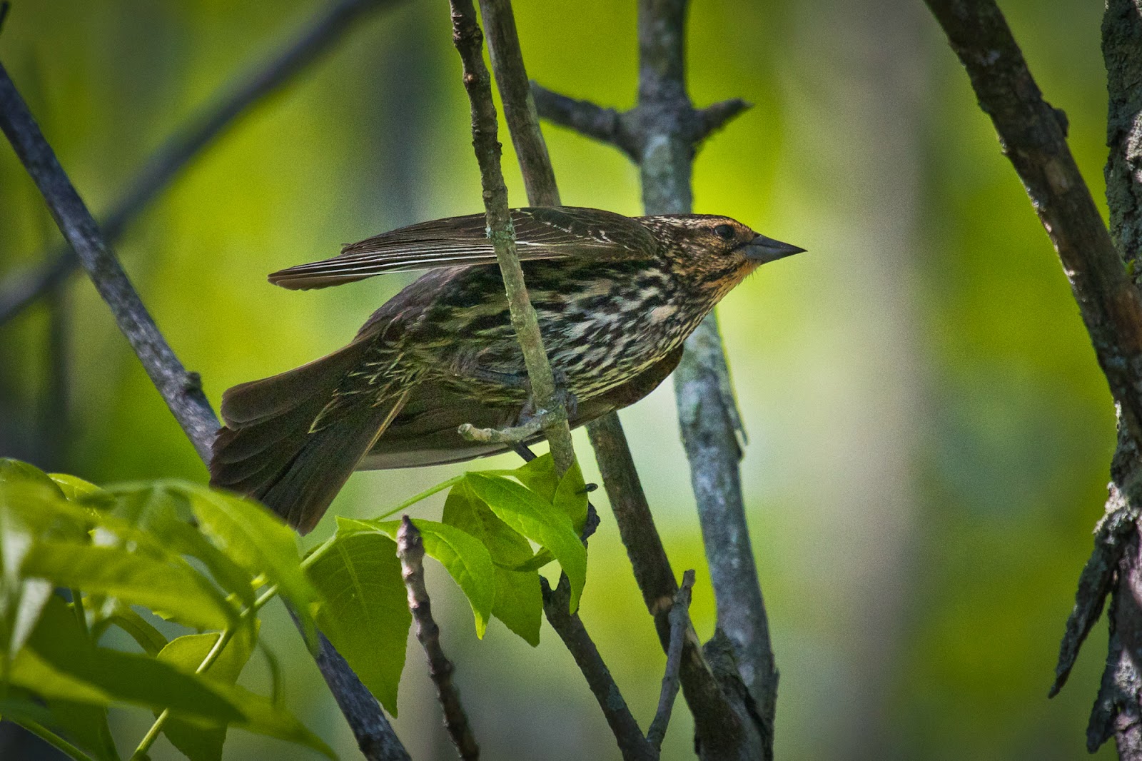 Feather Tailed Stories: Red-winged Blackbird Babies