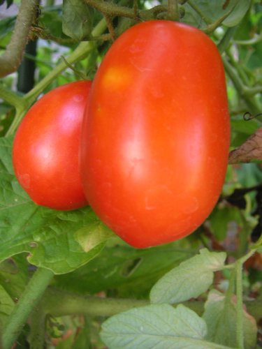 Poupar no Lar: Tomate Chucha