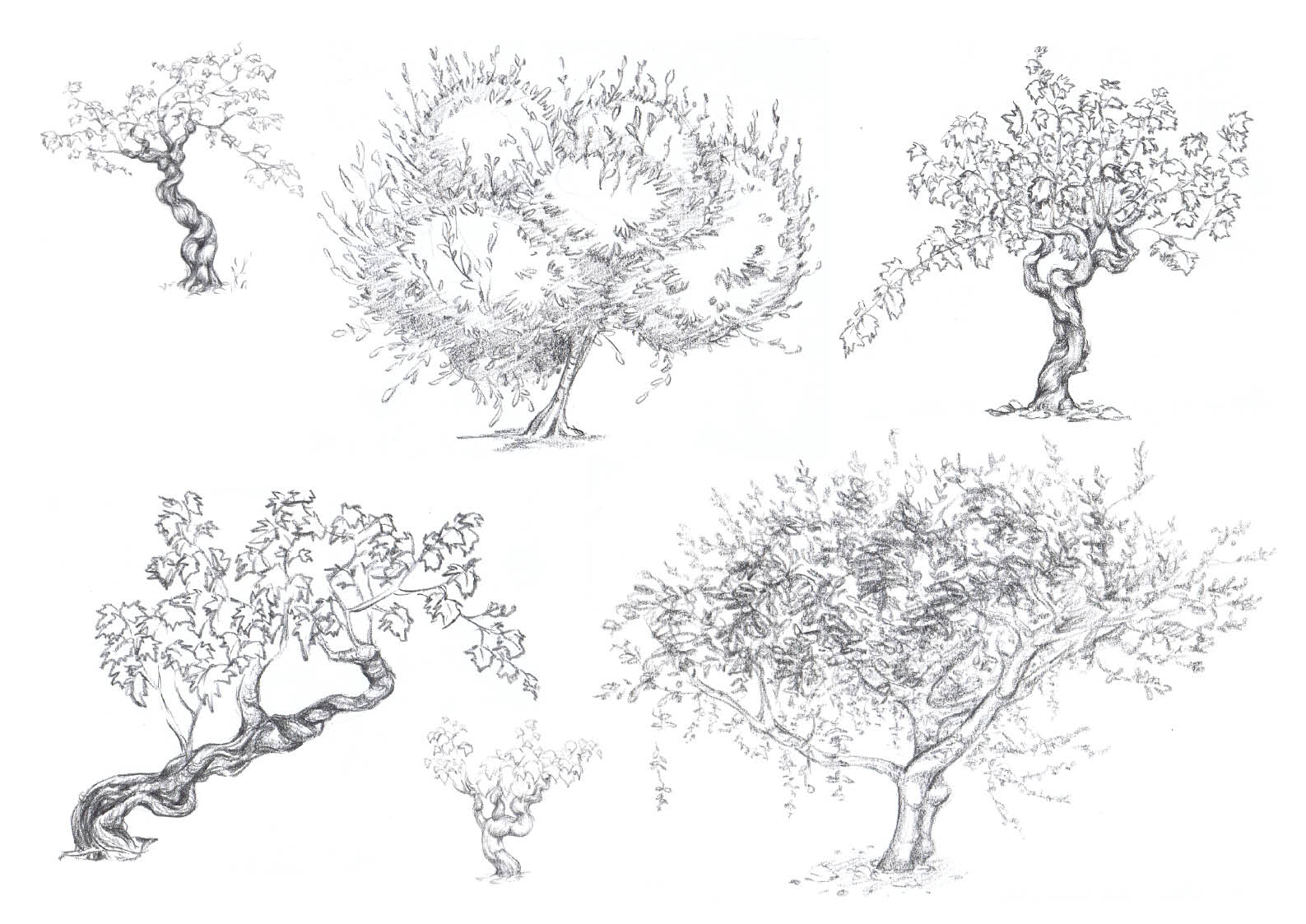 Estelle Colin: Croquis d'arbres