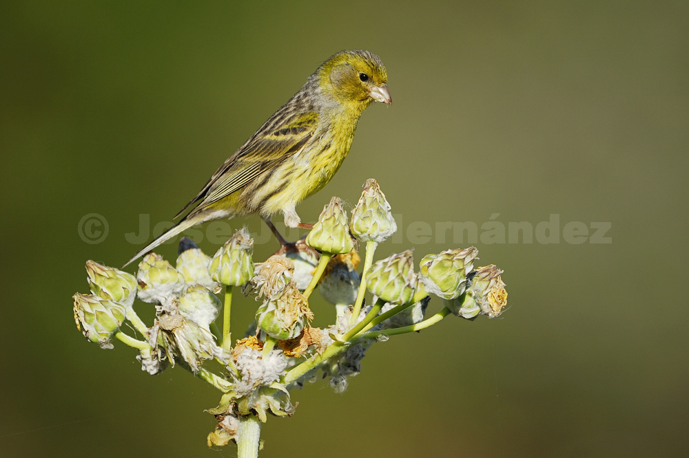 José Juan Hernández Tenerife, Canarias.: Canario (Serinus canarius)