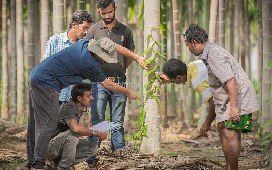 Vanilla Products Exporters in India