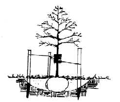 Gardening: Guide to Staking and Guying Trees