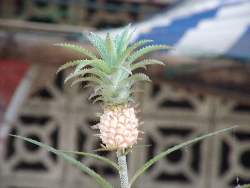 Smallest Pineapple We've ever Seen | Life Moto