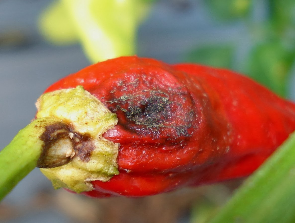 SAUNG SUMBERJAMBE: PENYAKIT PATEK (ANTRAKNOSA) PADA CABE DAN ...