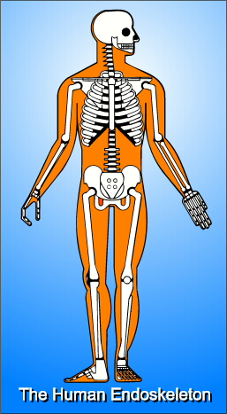 Science Class: Vocabulary #8 (Complex animals)