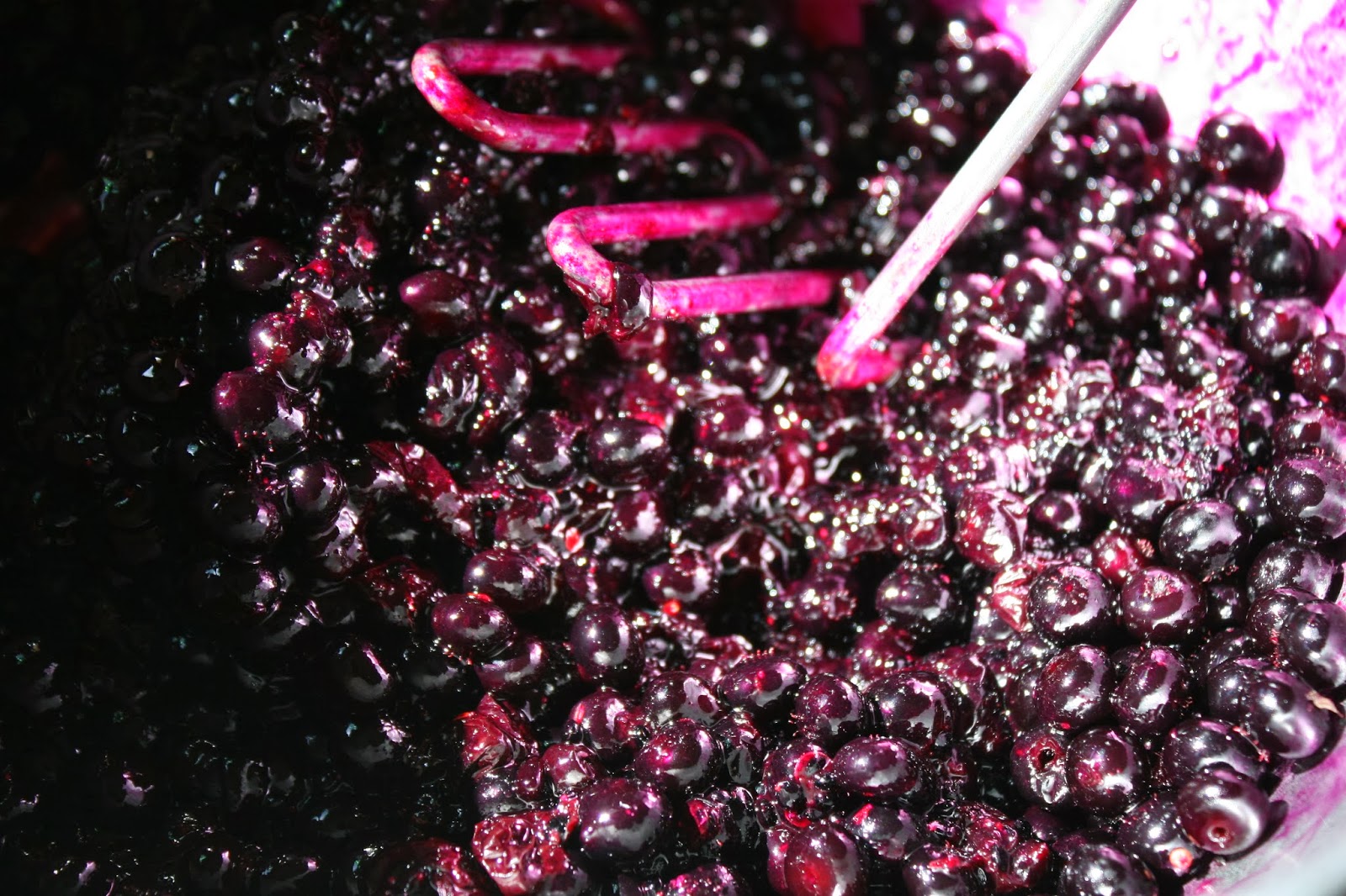 the common milkweed: Pokeweed Berry Dyeing