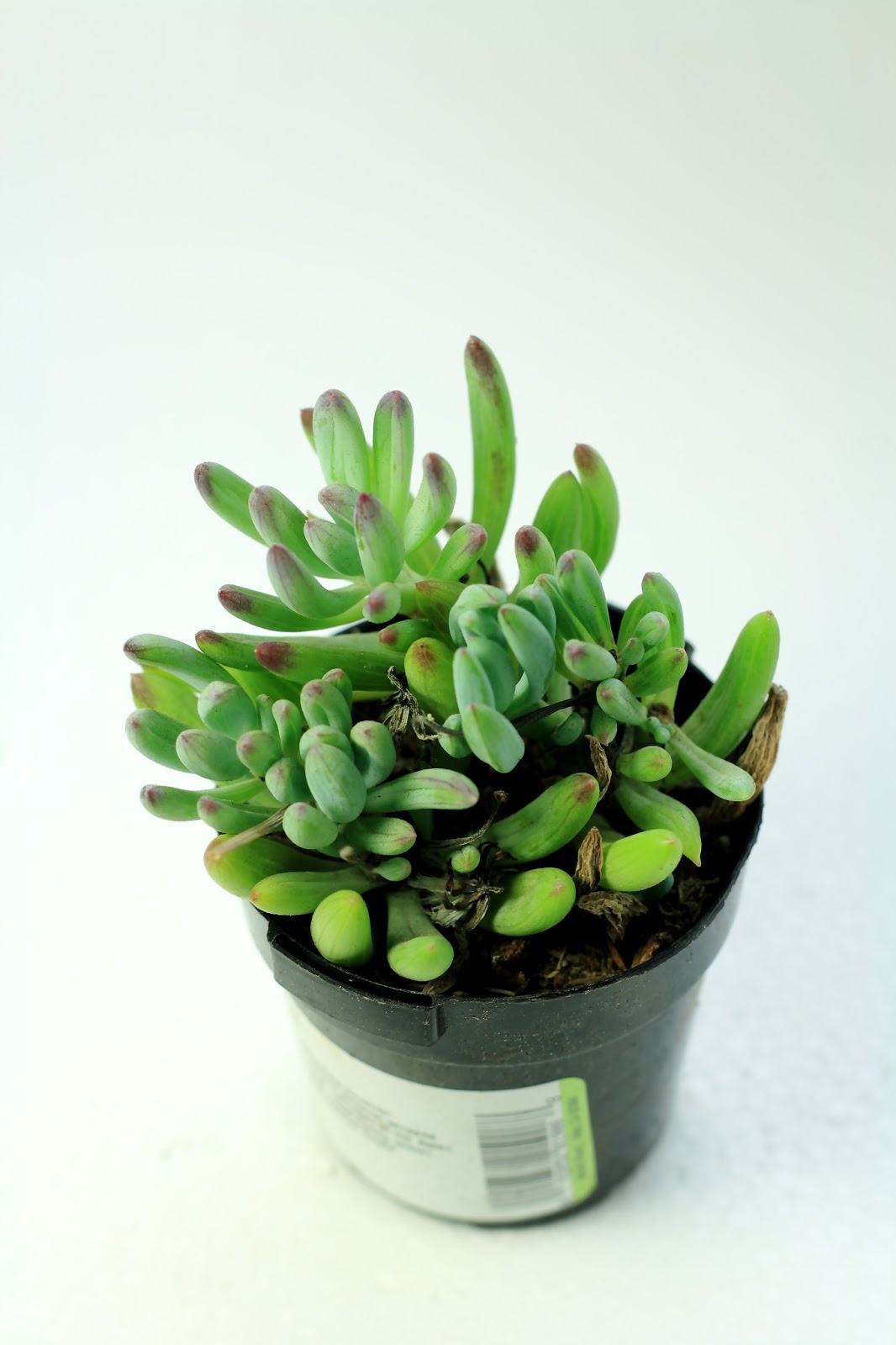 Plays of Rays: Succulent Garden
