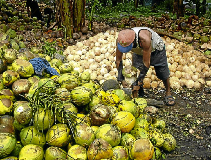 Mambulaoans WorldWide Buzz: PCA steps up coco-seedling distribution in ...