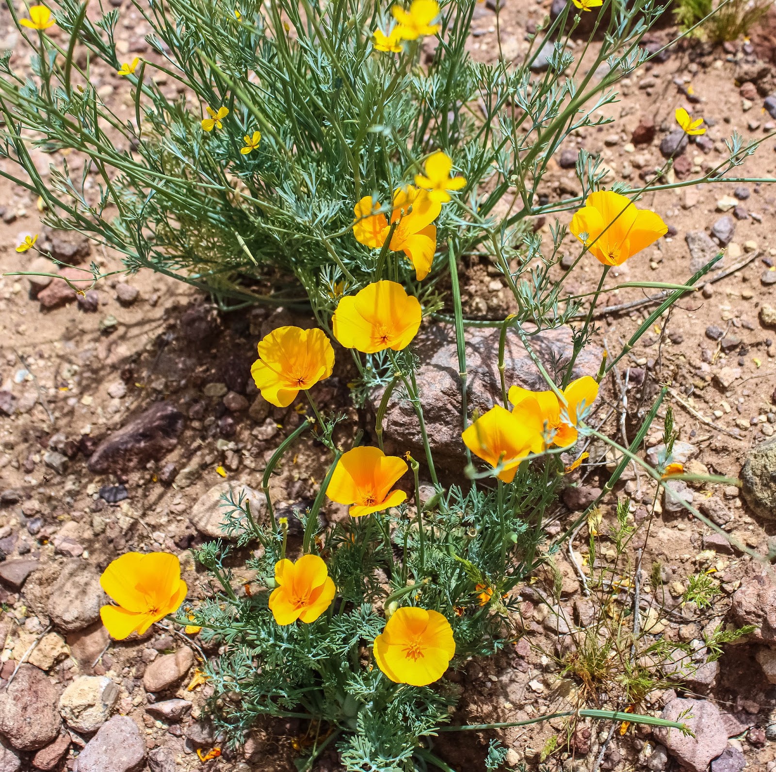 Cannundrums: Mexican Gold Poppy - 2017